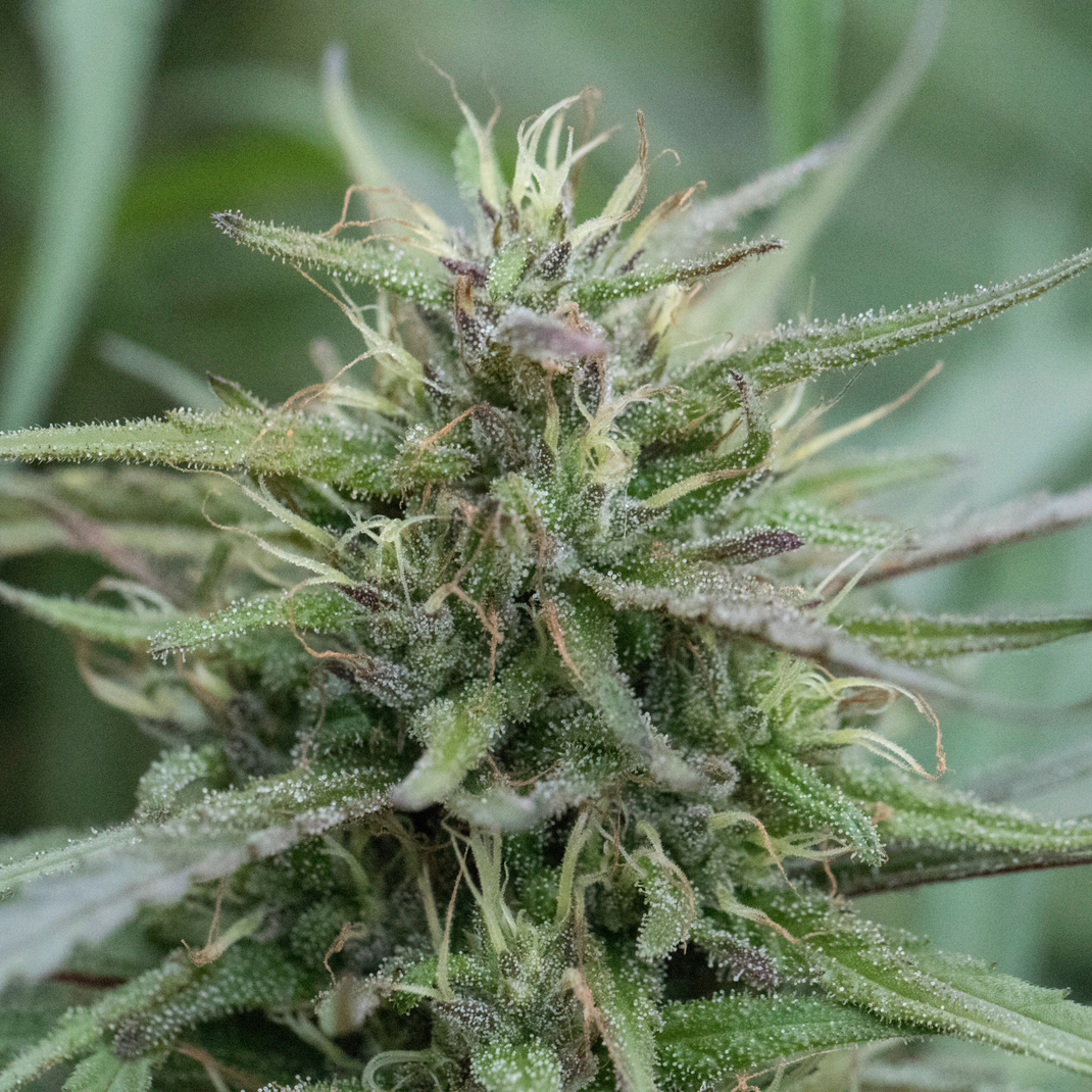 CBD Cigarettes | 100% Hemp Flower | Nicotine Free Smokes – Redwood Reserves